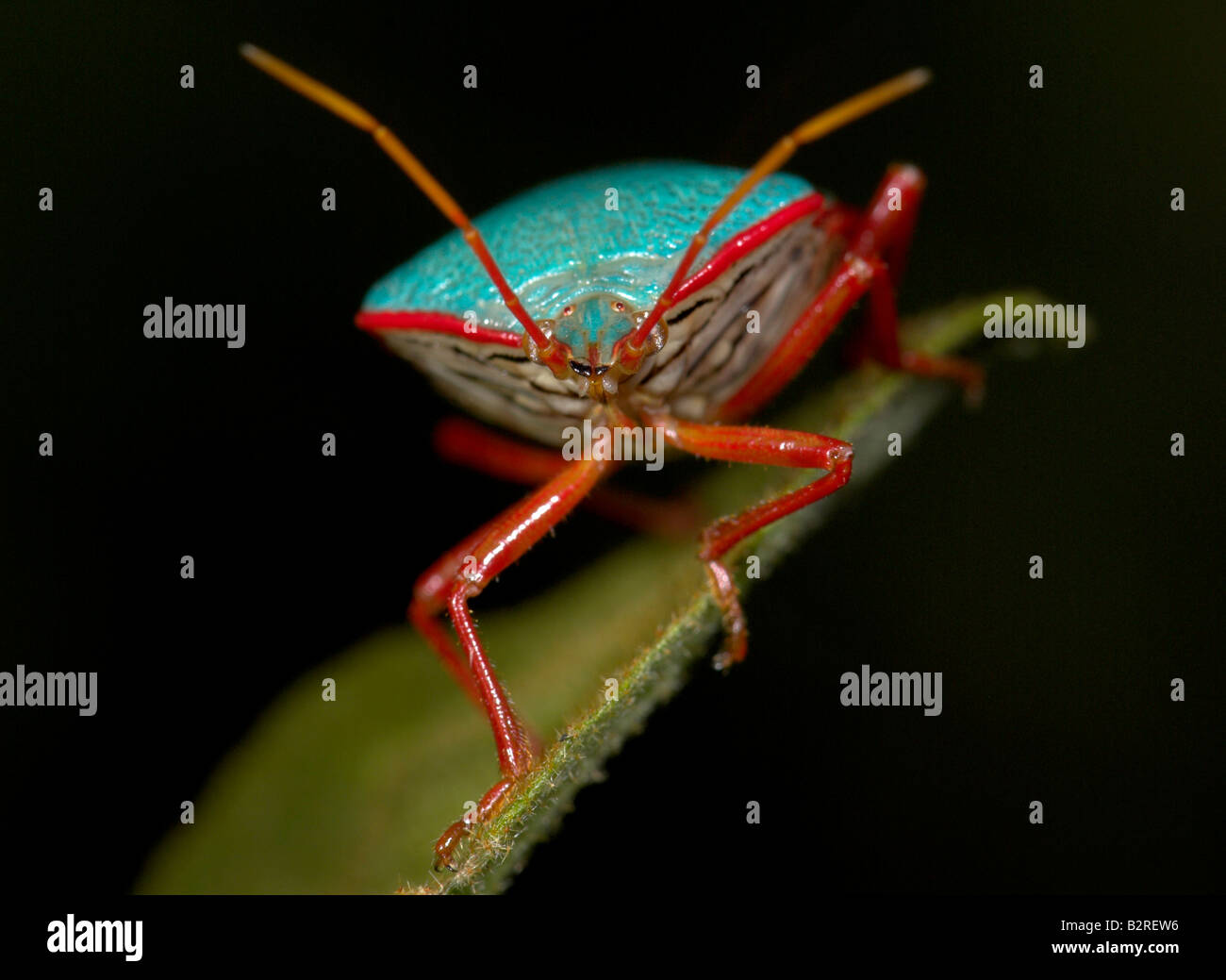 Shield Bug FamilyPentatomidae Costa Rica Stock Photo - Alamy
