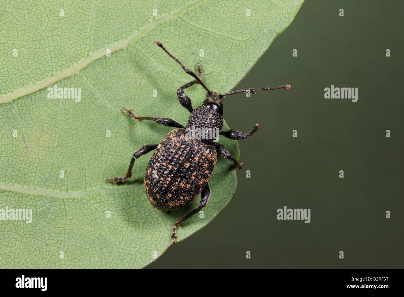 Polydrusus hi-res stock photography and images - Alamy