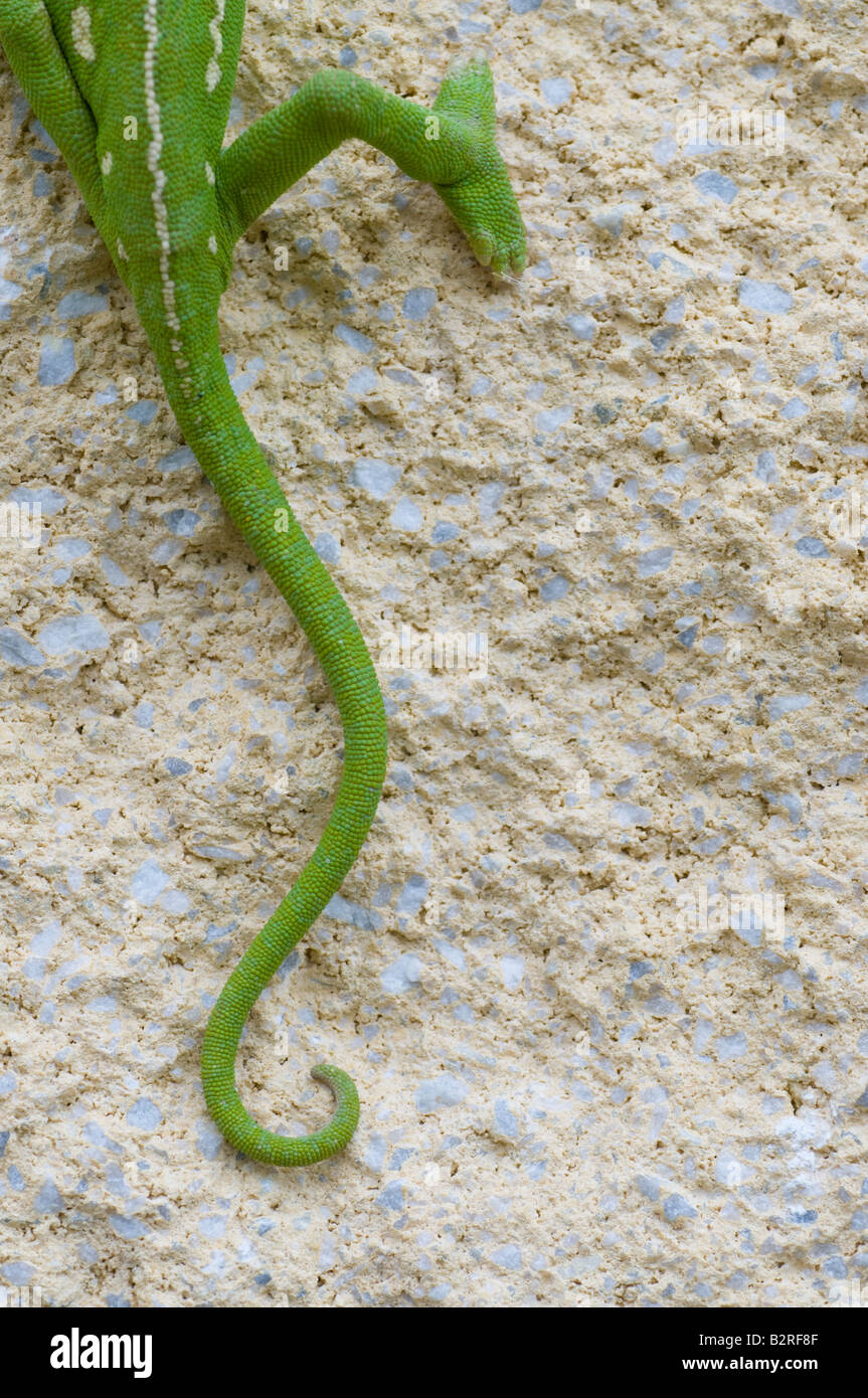 Chameleon tail and foot Stock Photo - Alamy