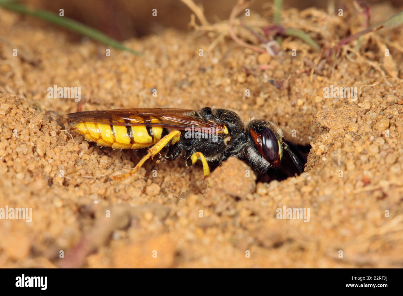 Bee wolf wasp hi-res stock photography and images - Alamy