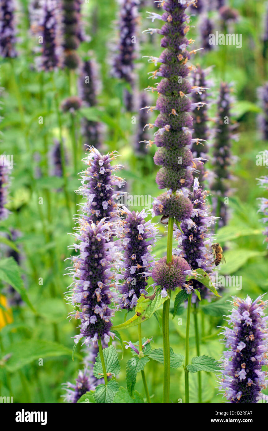 Agastache Black Adder Stock Photos & Agastache Black Adder Stock Images ...