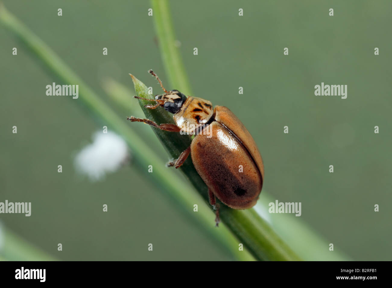 Larch ladybird Aphidecta obliterata on larch Potton Bedfordshire Stock ...