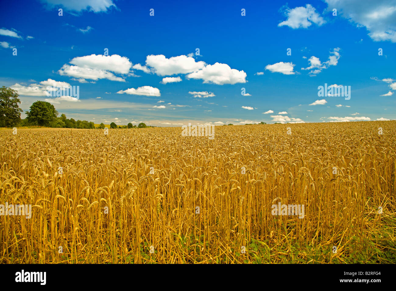 Wheat Field, Avebury, Wiltshire, England, UK Stock Photo - Alamy