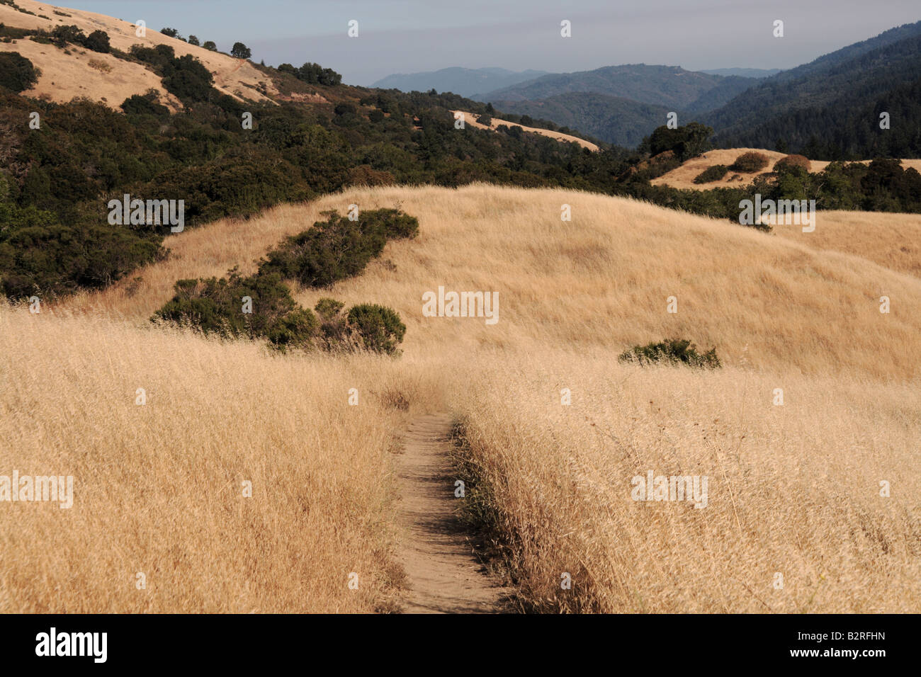 a trail through some California foothills with golden grasses, trees ...