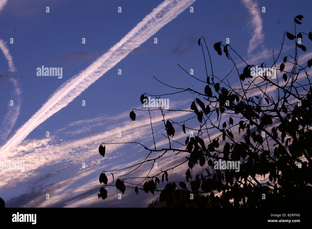 Picture of Aeroplane Jet Tails in the sky with Silhouetted Tree in the ...