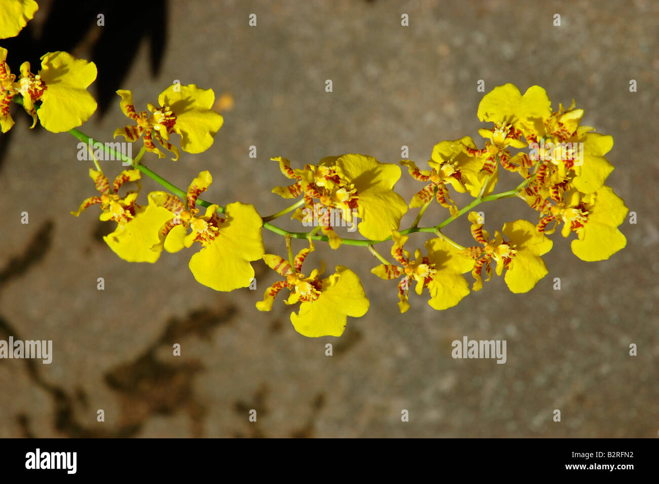 Orkid hi-res stock photography and images - Alamy