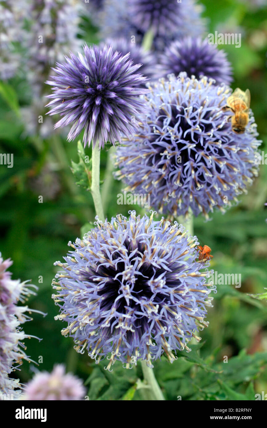 Echinops hi-res stock photography and images - Alamy
