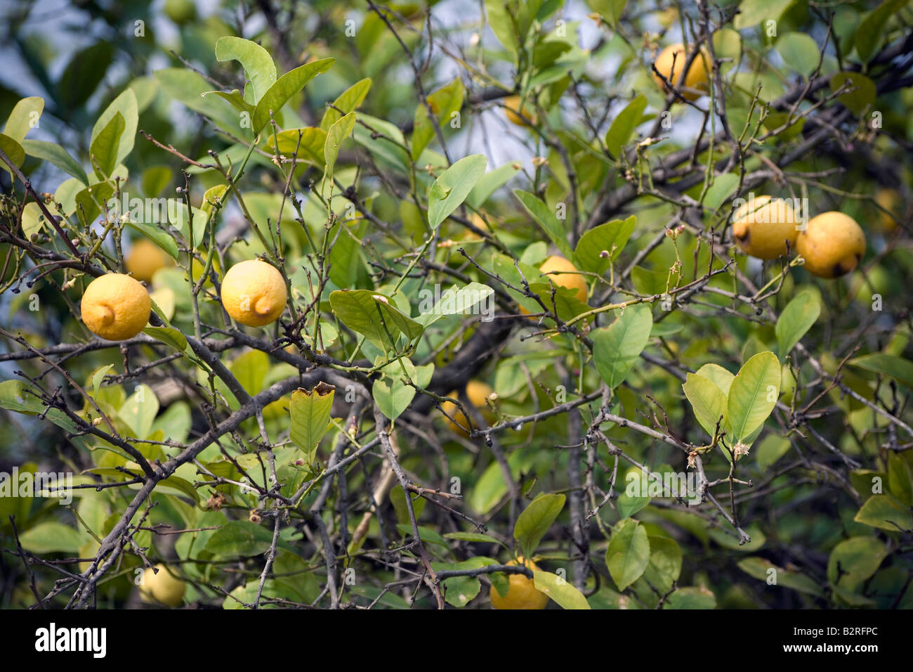Lemon tree citric citrus vegetation hi-res stock photography and images ...