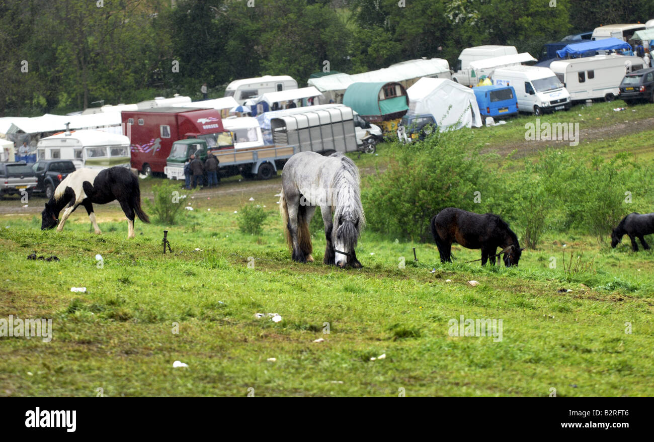 Gypsy Horse Fair High Resolution Stock Photography and Images - Alamy