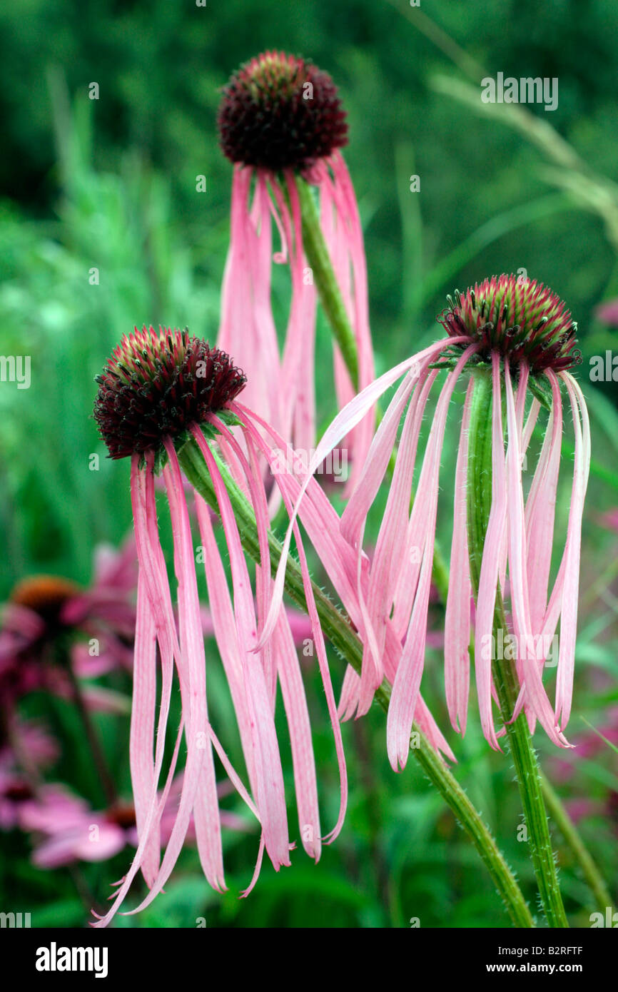 Echinacea pallida hi-res stock photography and images - Alamy