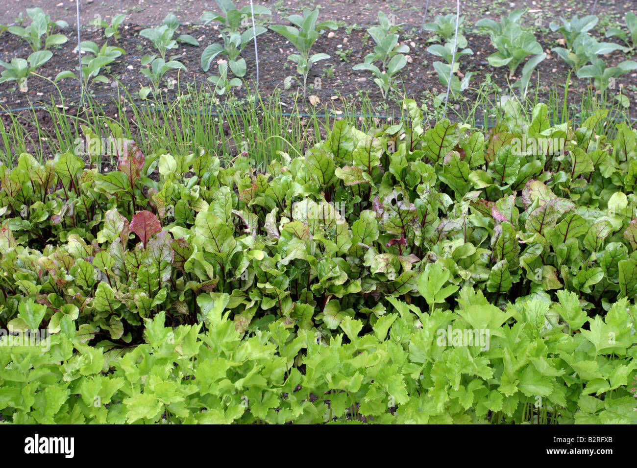 British grown produce hi-res stock photography and images - Alamy