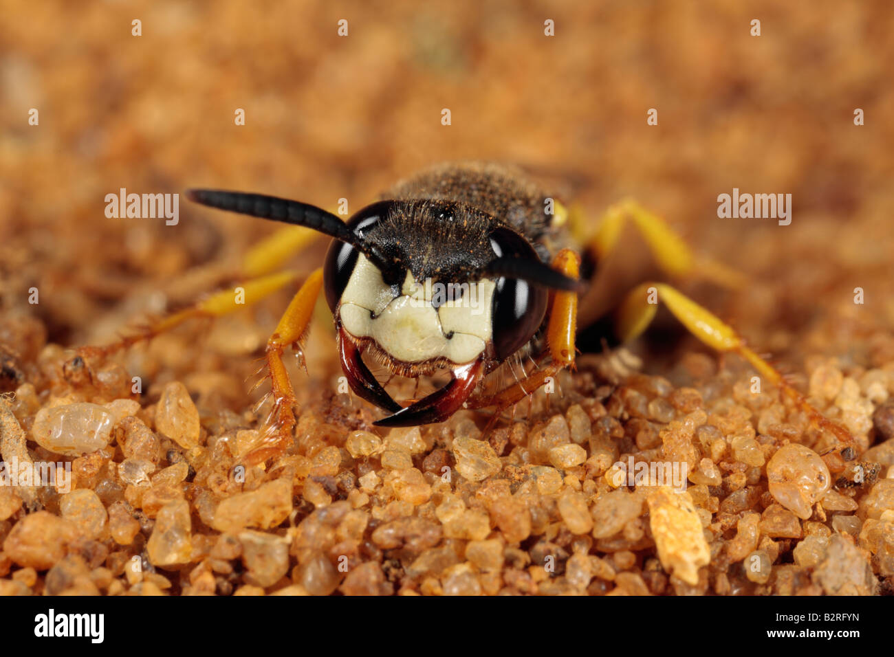 Bee-Wolf or Bee-killer Wasp Philanthus triangulum Potton Bedfordshire ...