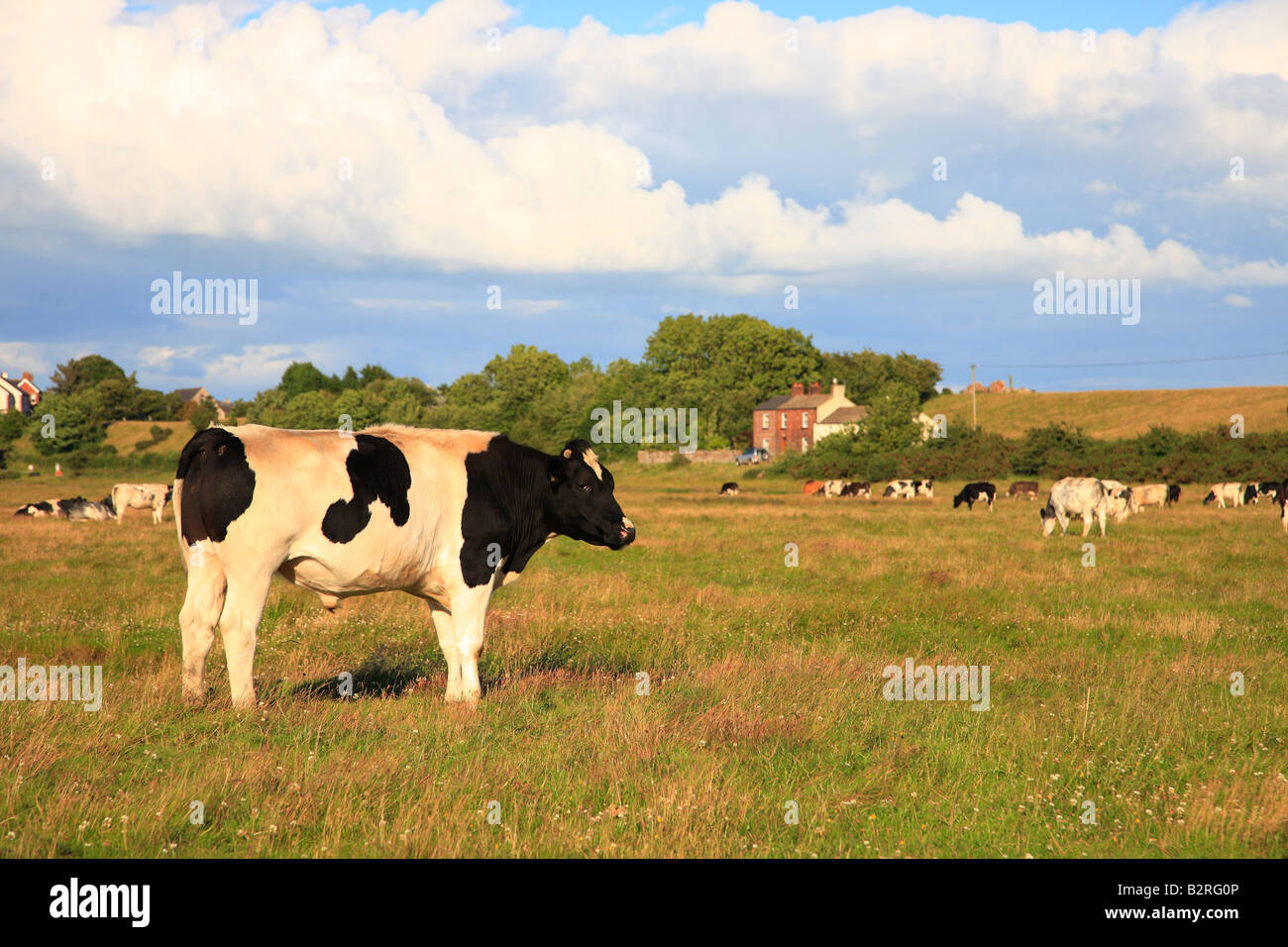 Bullock on rough salt marsh pasture. Bowness on Solway Cumbria, England ...