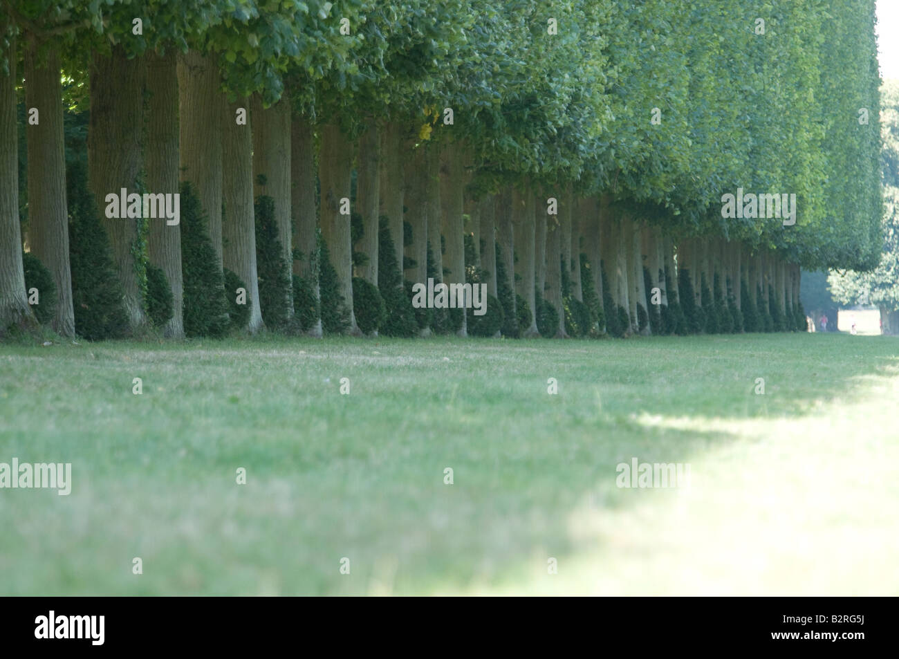 Row of trees at Versailles Palace, France Stock Photo - Alamy