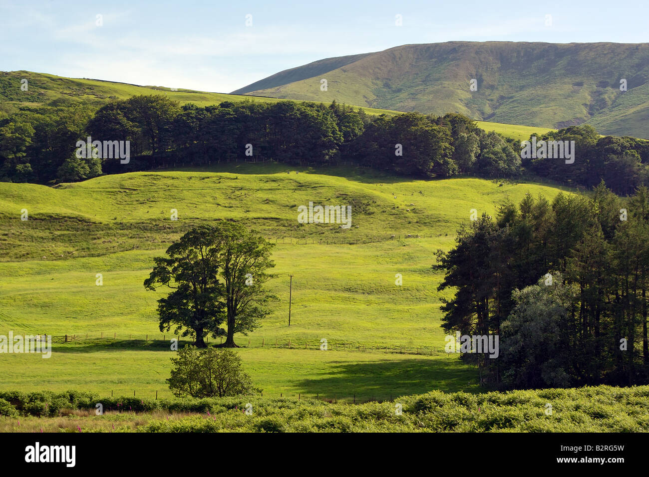 Hills and fields in the Trough of Bowland, Forest of Bowland Area of ...