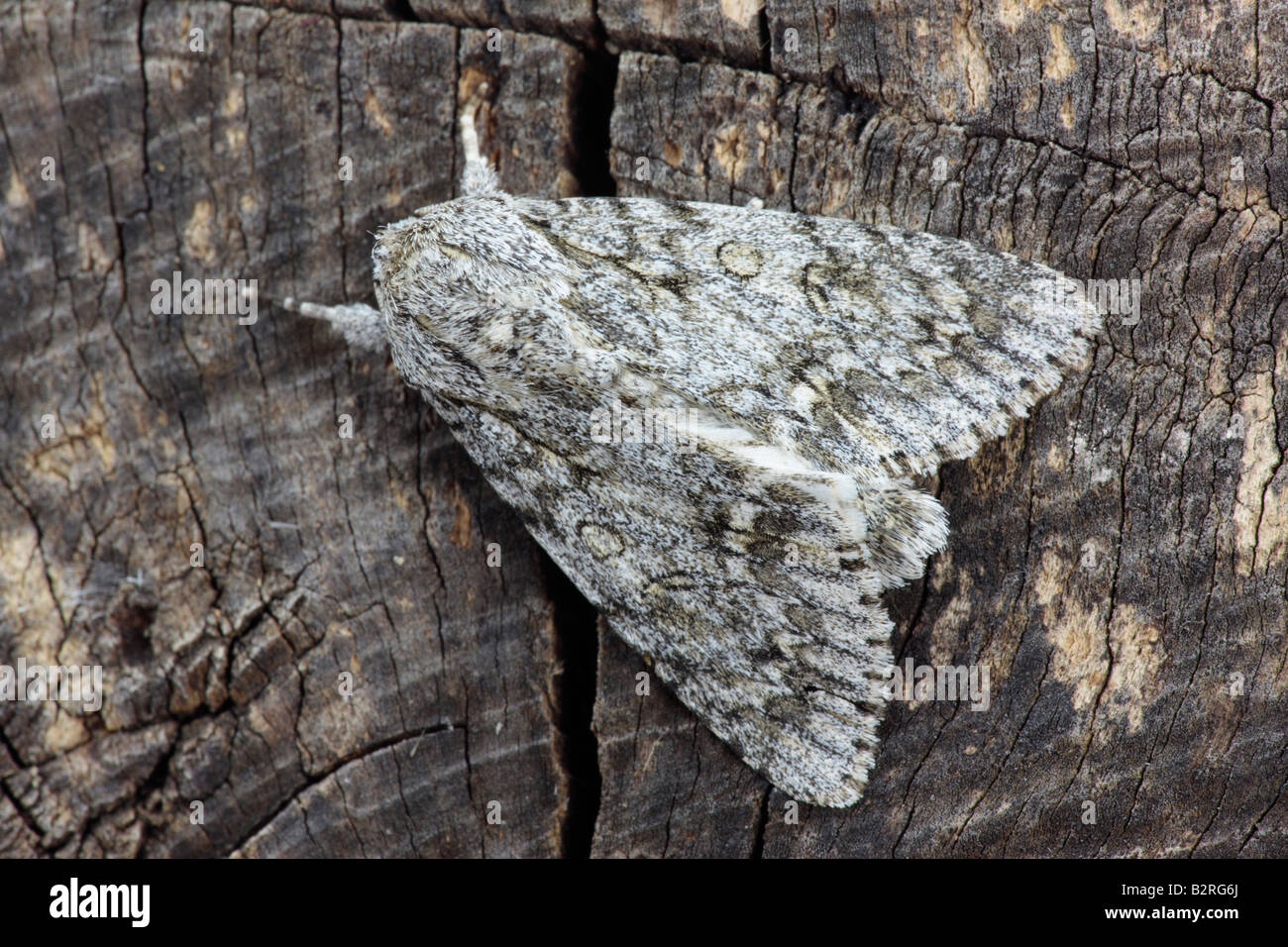 The Sycamore Acronicta aceris on log at rest Potton Bedfordshire Stock ...