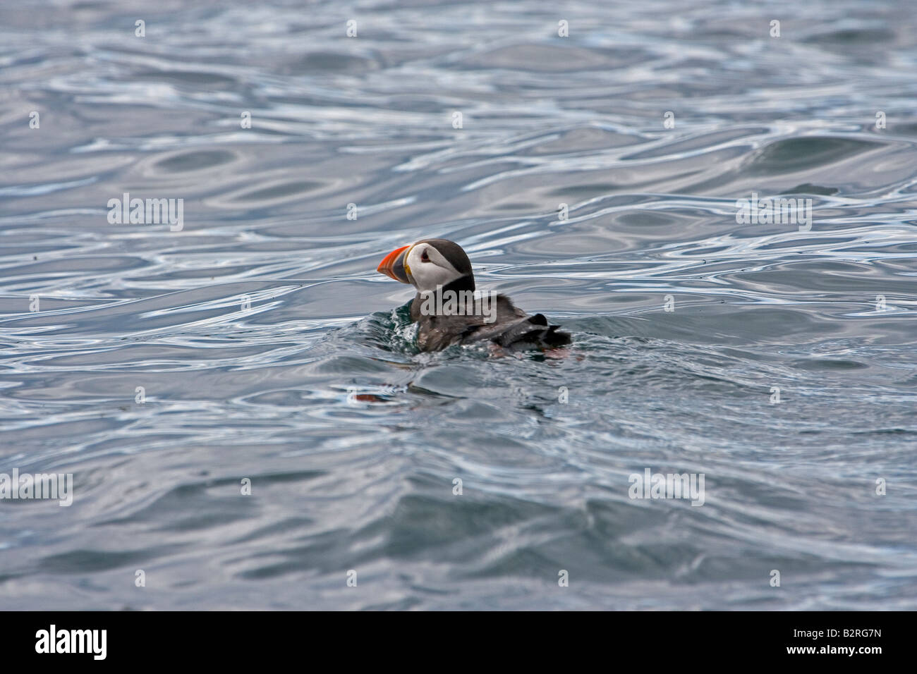 PUFFIN AT SEA Stock Photo - Alamy