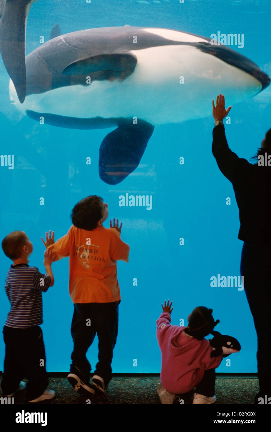 Sea World Adventure Park Shamu underwater viewing with kids looking at ...