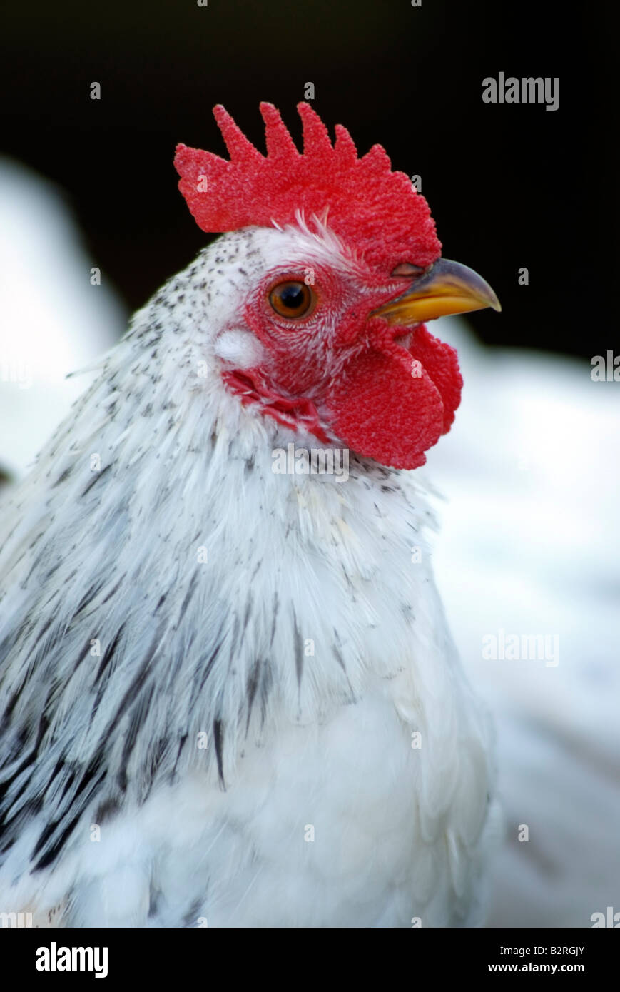 White Bearded Belgian Bantam cockerel Stock Photo - Alamy