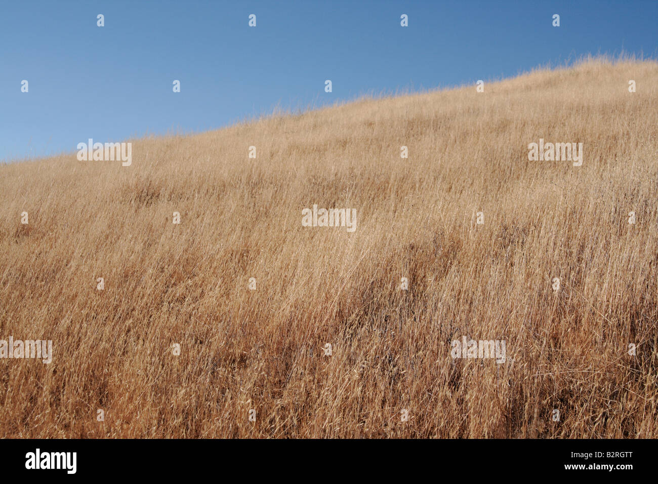 golden hillside grasses in the California foothills Stock Photo - Alamy