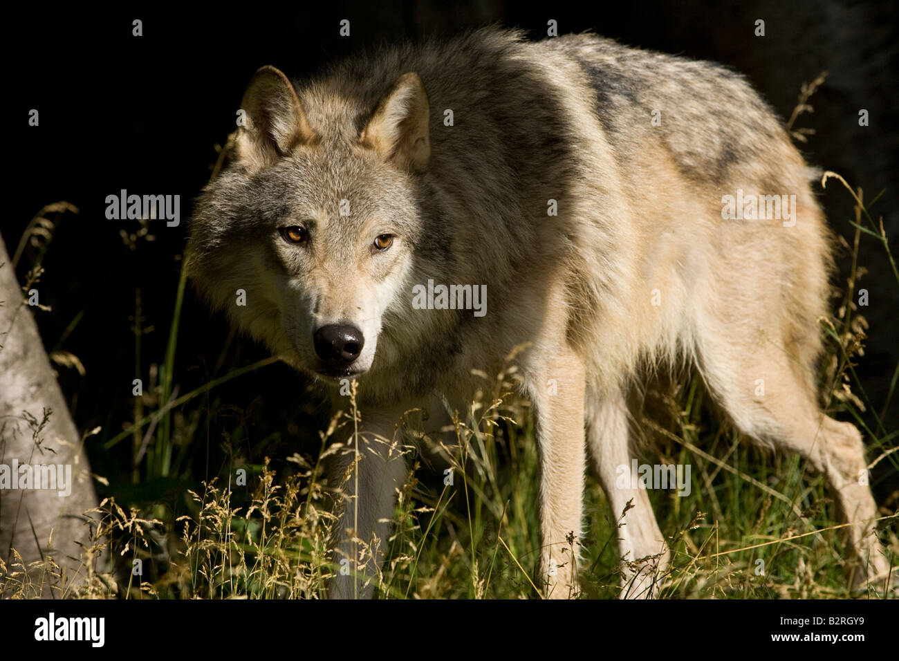 Gray Wolf (Canis lupus Stock Photo - Alamy