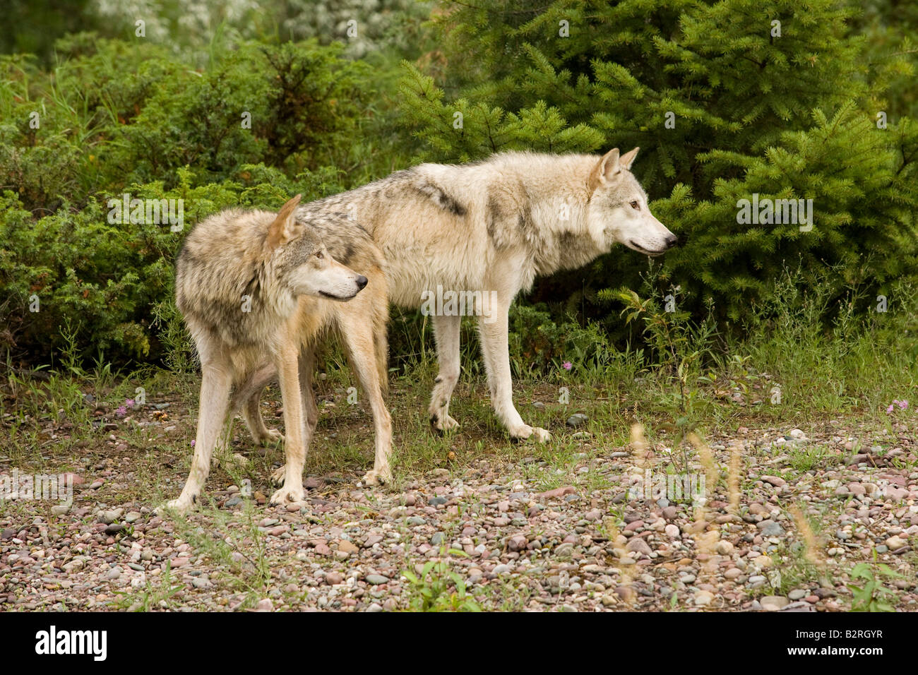Gray Wolves (Canis lupus Stock Photo - Alamy