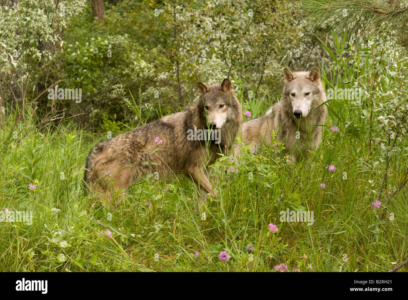 Gray Wolves (Canis lupus) pair Stock Photo - Alamy