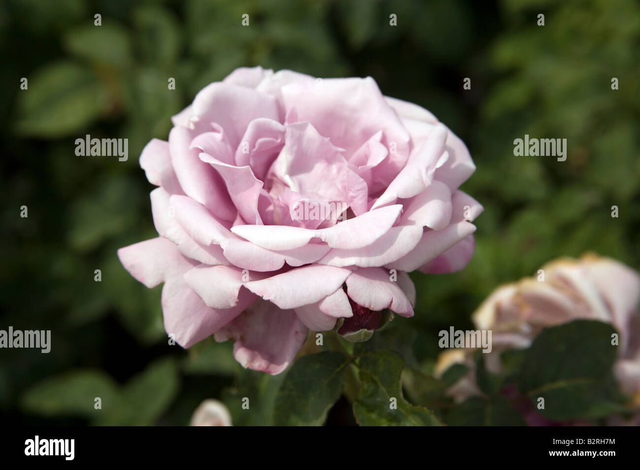 Lilac rose hi-res stock photography and images - Alamy