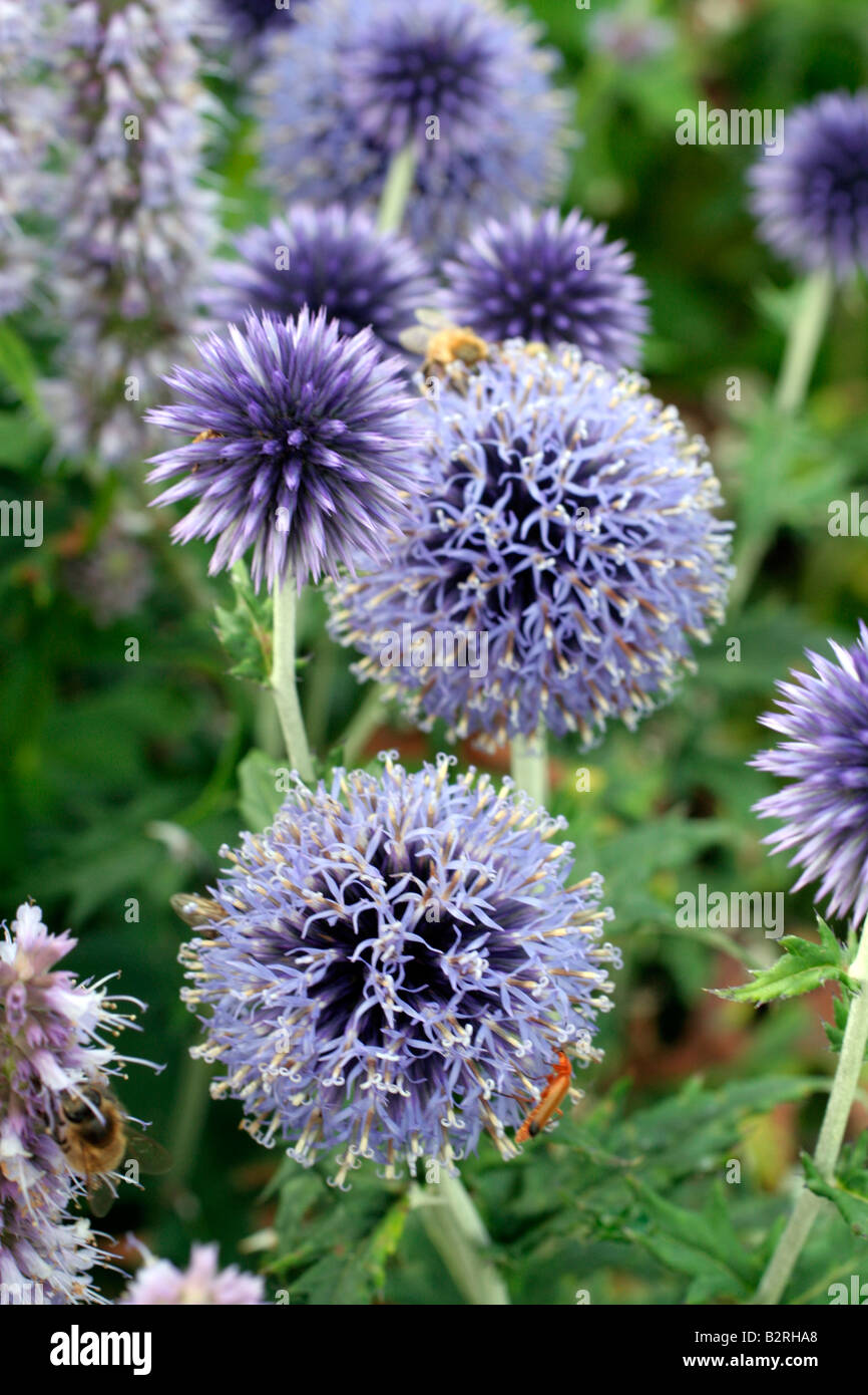 Echinops hi-res stock photography and images - Alamy