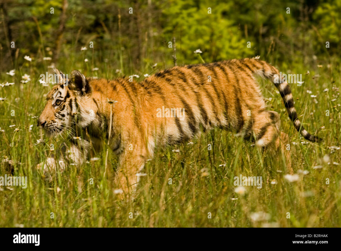 Tiger Cub running through grass and wildflowers Stock Photo - Alamy