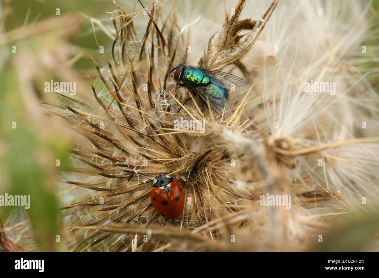 Fly and Lady Bug Stock Photo - Alamy