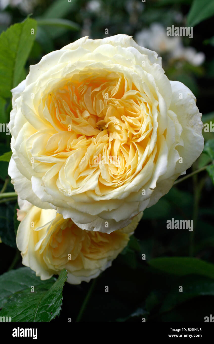 ROSA THE PILGRIM SYN AUSWALKER NEW ENGLISH ROSE FROM DAVID AUSTIN Stock ...