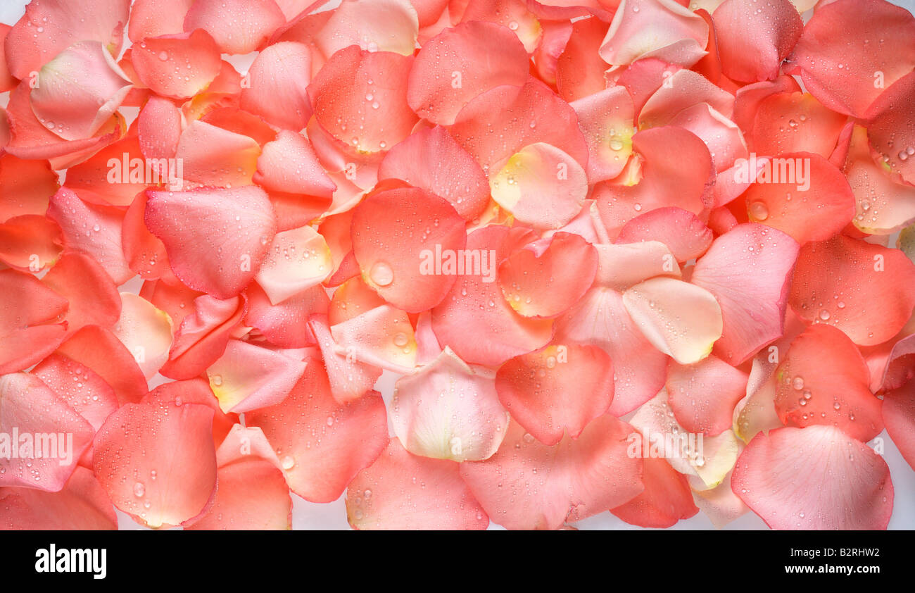 Pink rose petals Stock Photo - Alamy