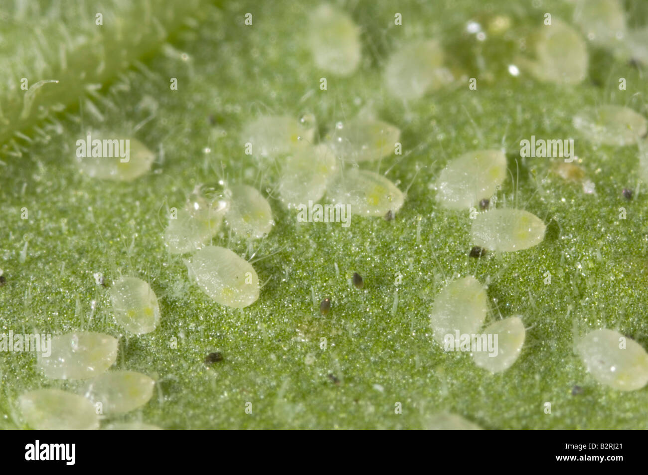 Greenhouse whitefly nymphs Stock Photo - Alamy