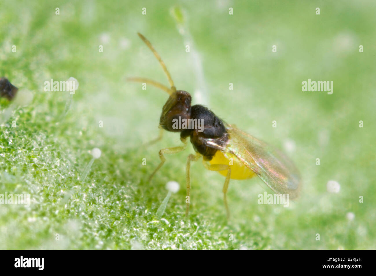 Whitefly parasite Encarsia formosa Stock Photo - Alamy