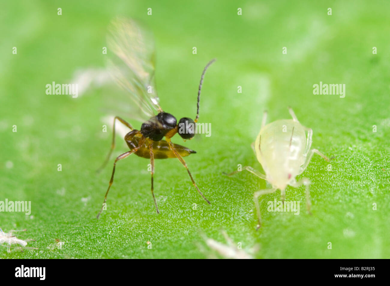 Parasitic wasp Aphidius colemani stinging green peach aphid Stock Photo ...