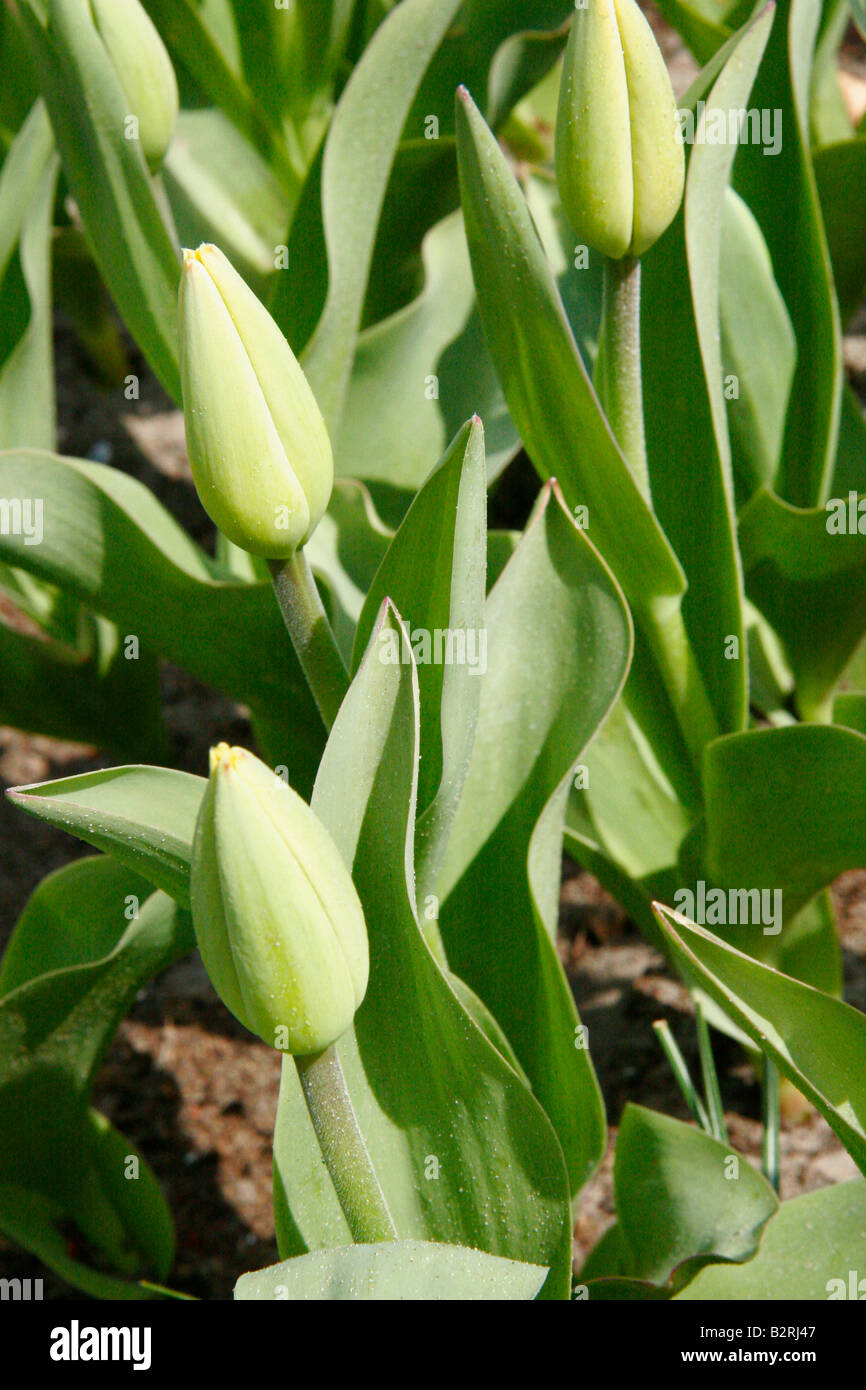closed tulip buds spring Stock Photo - Alamy
