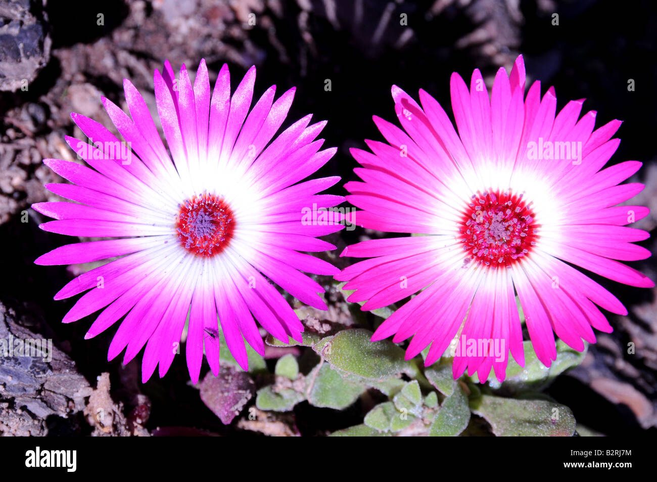 Dorotheanthus bellidiformis Bokbaaivygie Stock Photo - Alamy