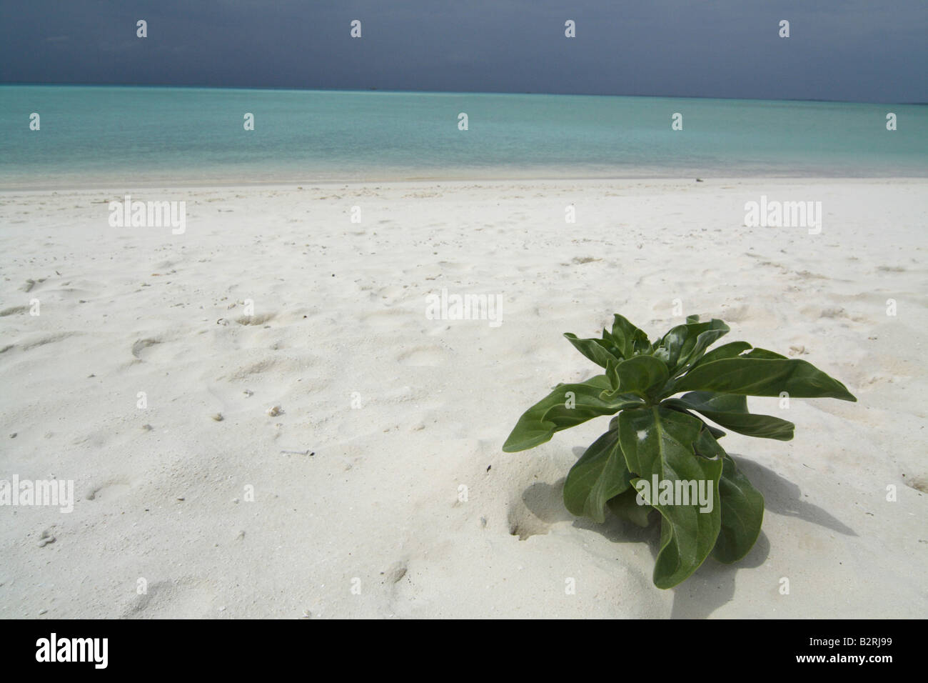 Sand beach, Maldives Stock Photo - Alamy