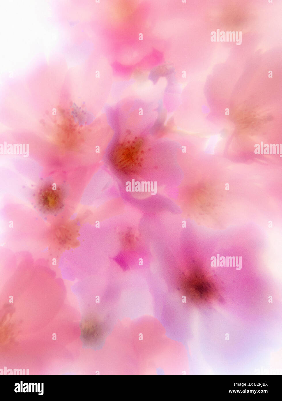 Soft Pink Cherry Blossom Flowers Stock Photo - Alamy