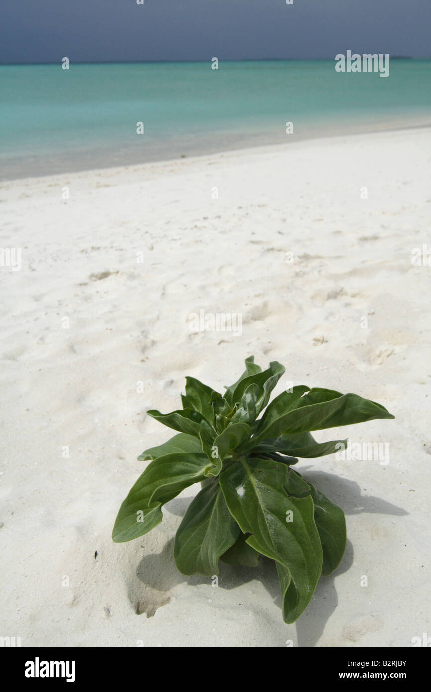 Sand beach, Maldives Stock Photo - Alamy