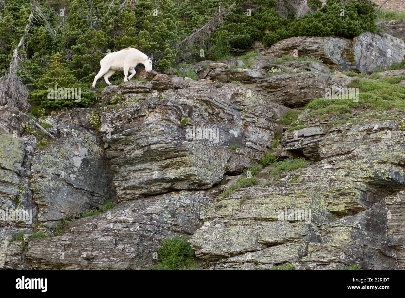 Mountain goat cliff dangerous hi-res stock photography and images - Alamy
