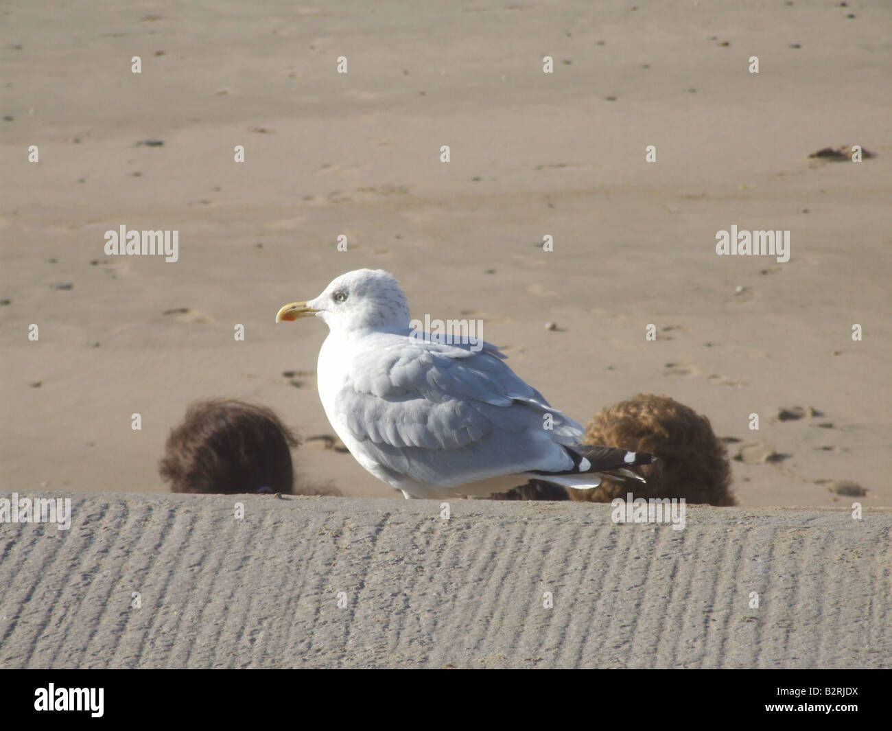 hungry sea gull and two people by seaside Stock Photo - Alamy