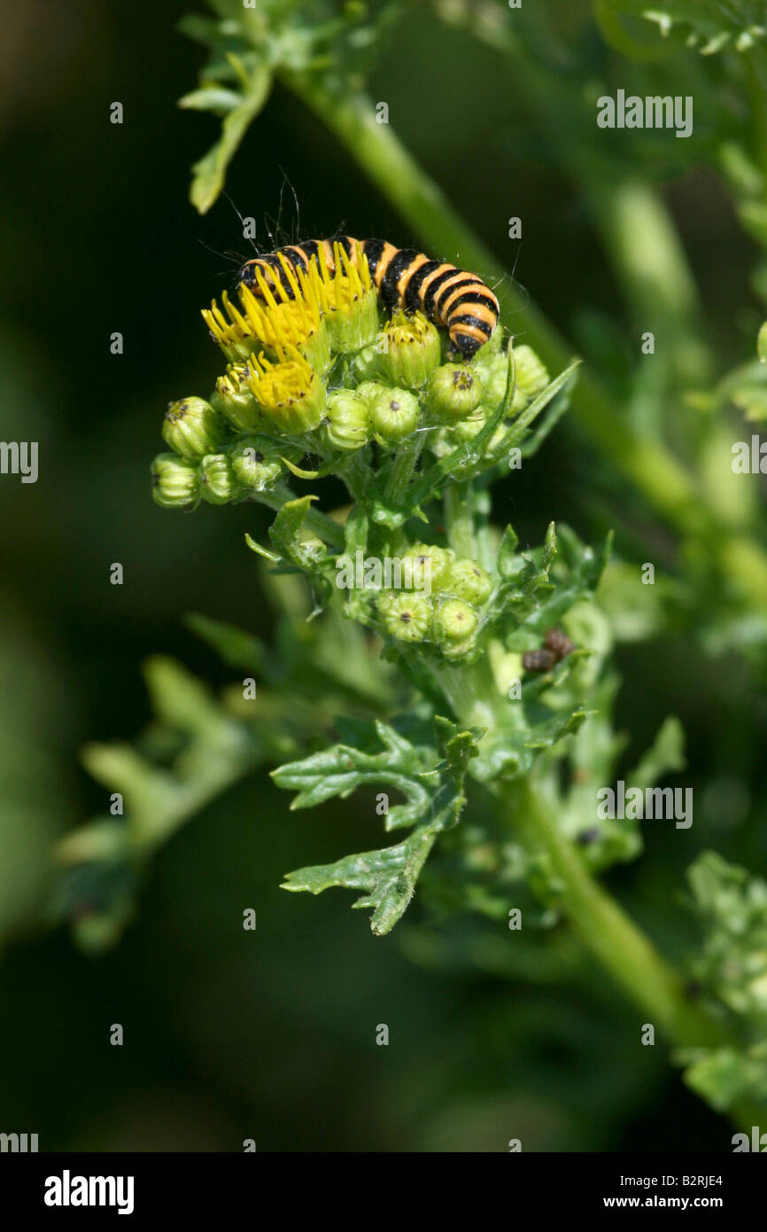 Caterpillar on a flower hi-res stock photography and images - Alamy