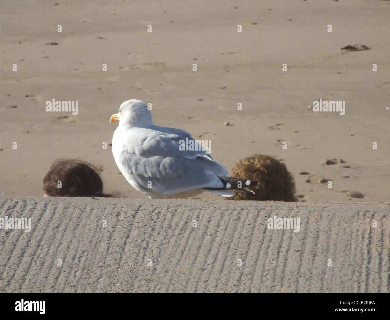 Hungry bird with snack hi-res stock photography and images - Alamy
