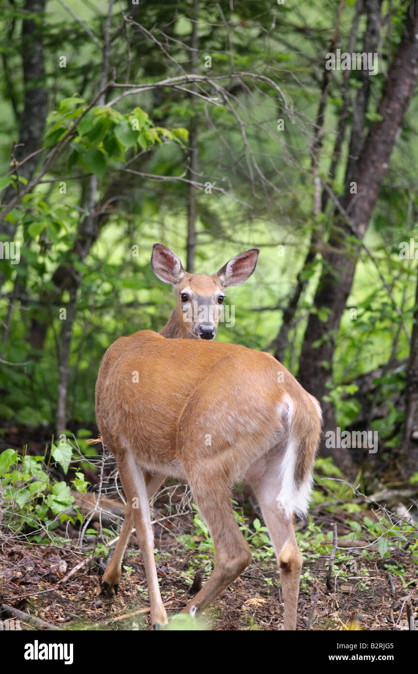 White tailed deer feeding in New Brunswick Canada Stock Photo - Alamy