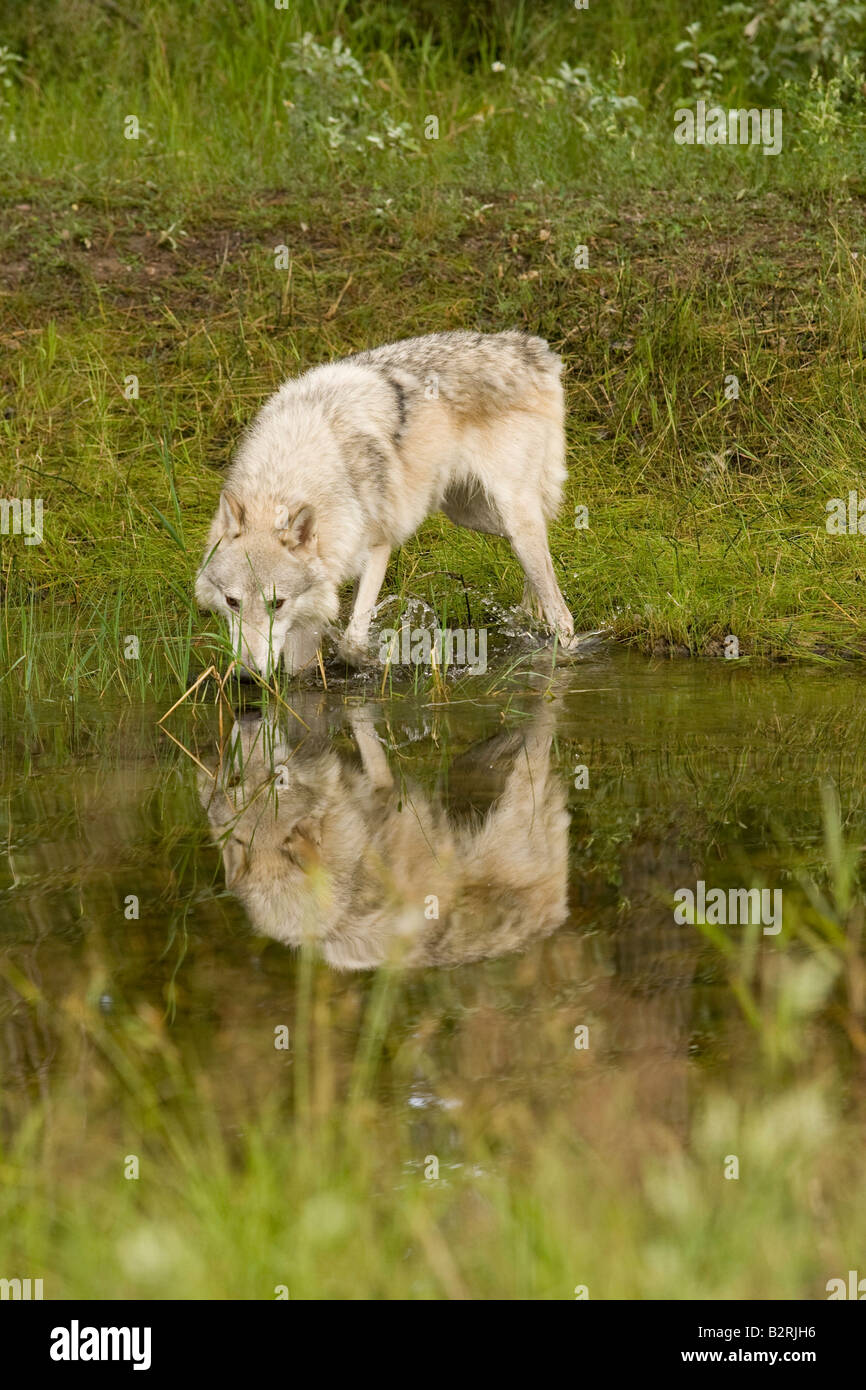 Wolf drinking water from pond hi-res stock photography and images - Alamy
