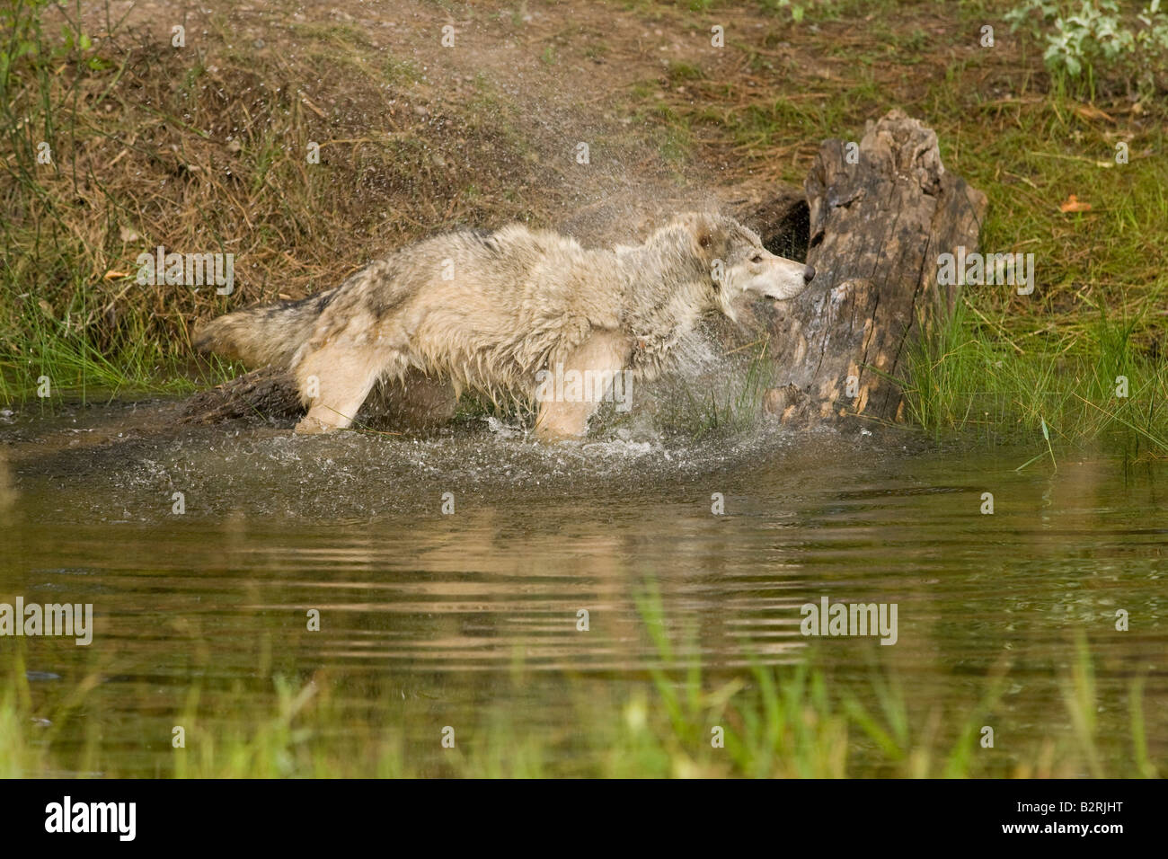 Gray Wolf (Canis lupus) shaking off water Stock Photo - Alamy