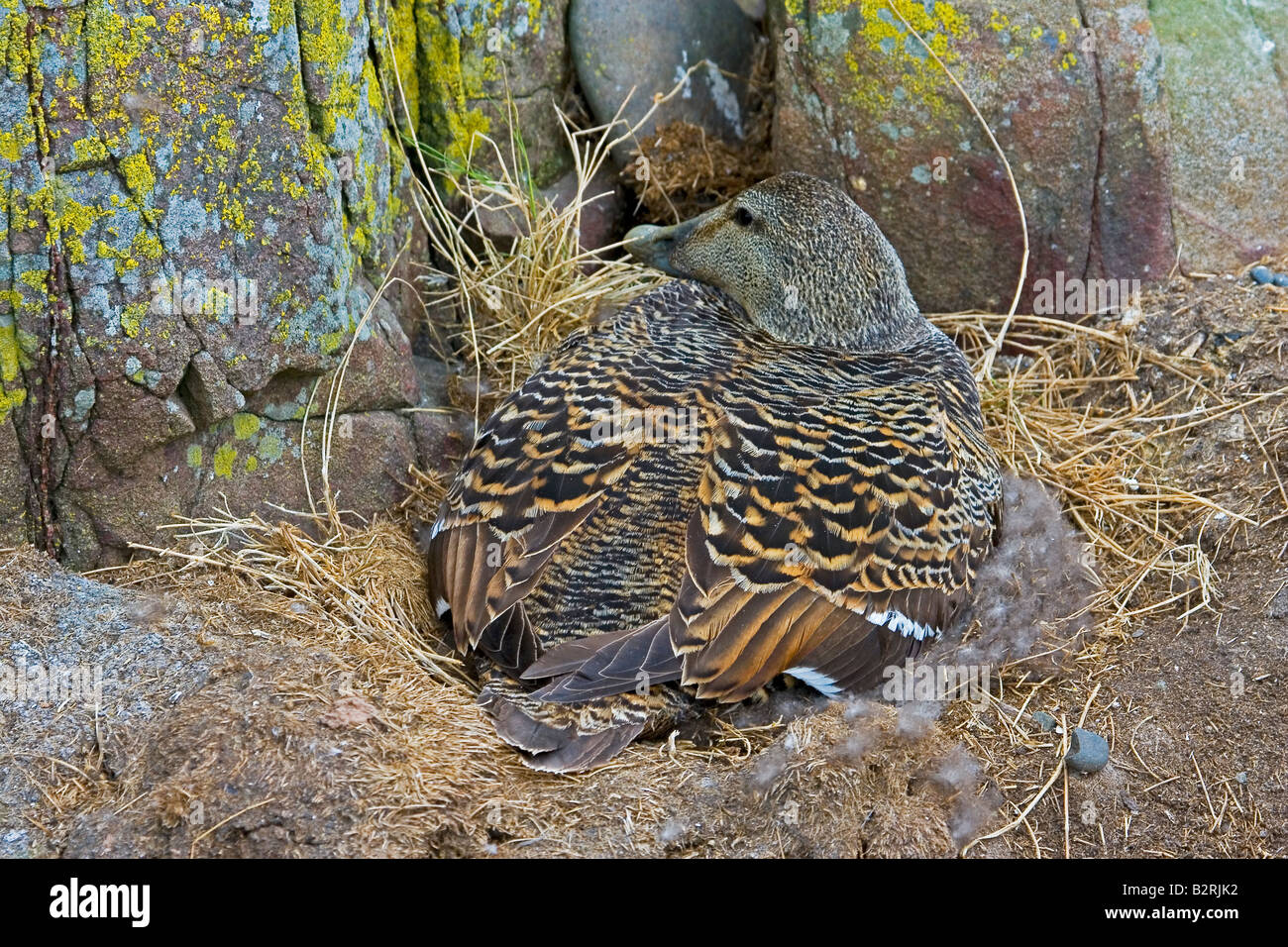 FEMALE EIDER DUCK ON NEST Stock Photo - Alamy