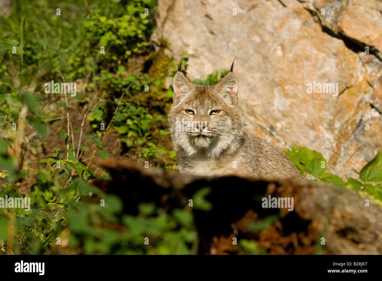 Lynx canadensis montana hi-res stock photography and images - Alamy